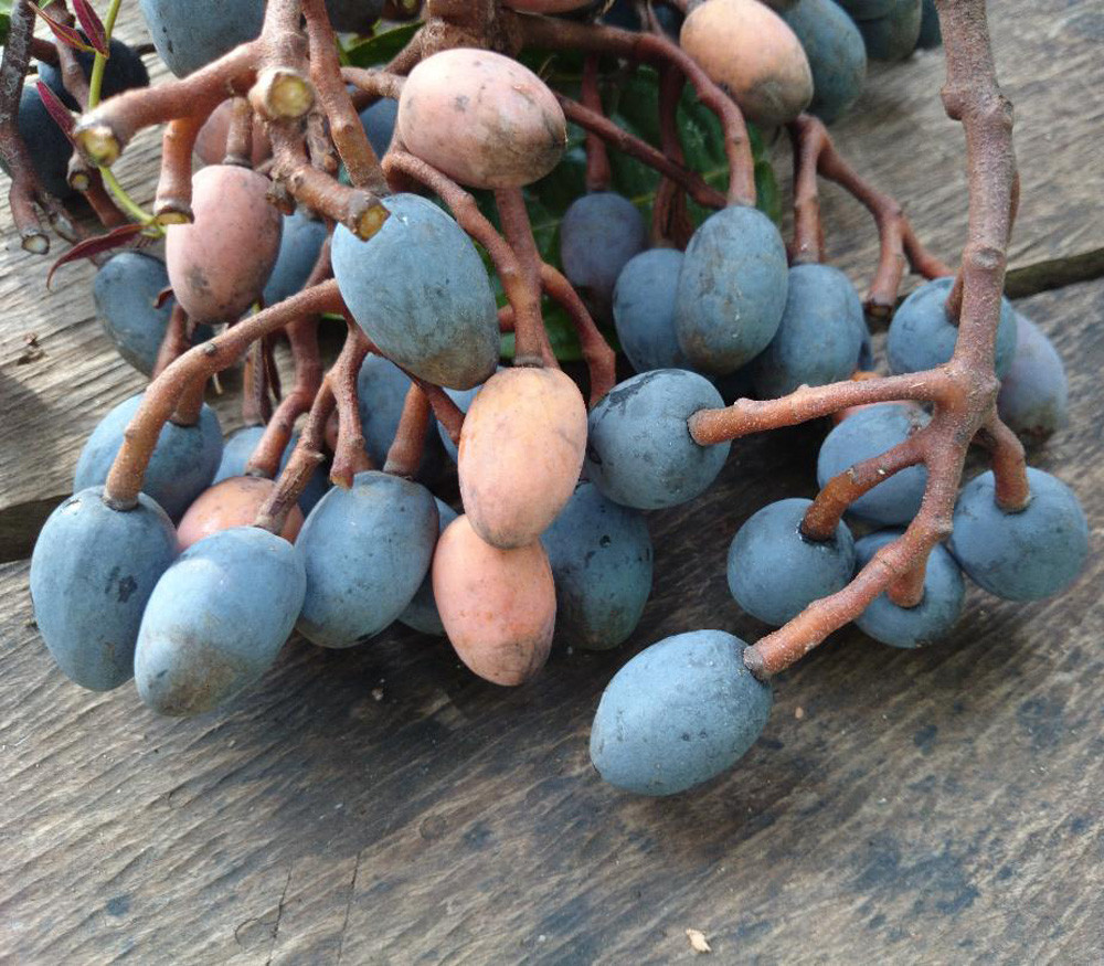 Dacryodes rostrata - Klasu - Seeds