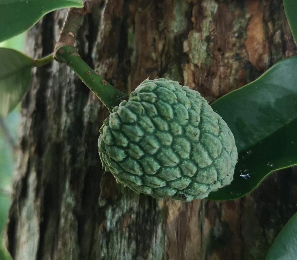 Annona pappilionella - Wild Annona - Seeds