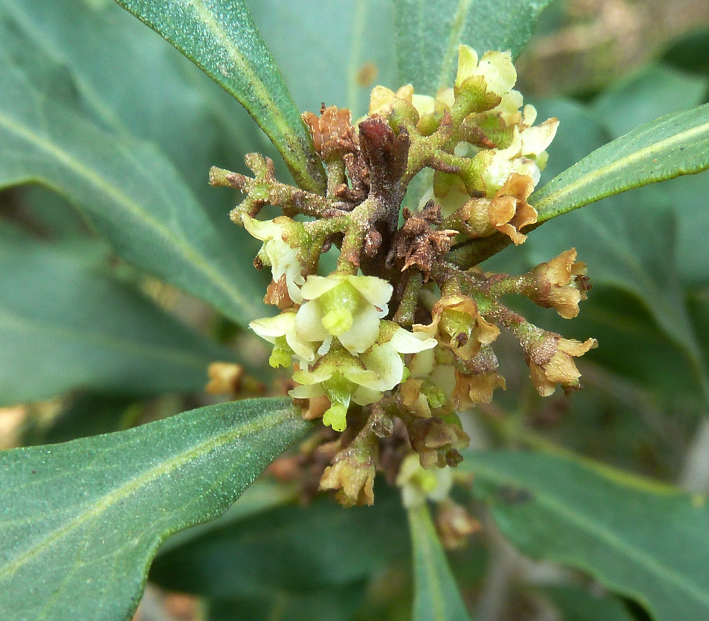 Euclea divinorum - Magic Guarri - Seeds