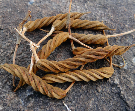 Helicteres isora - Indian Screw Tree - Seeds