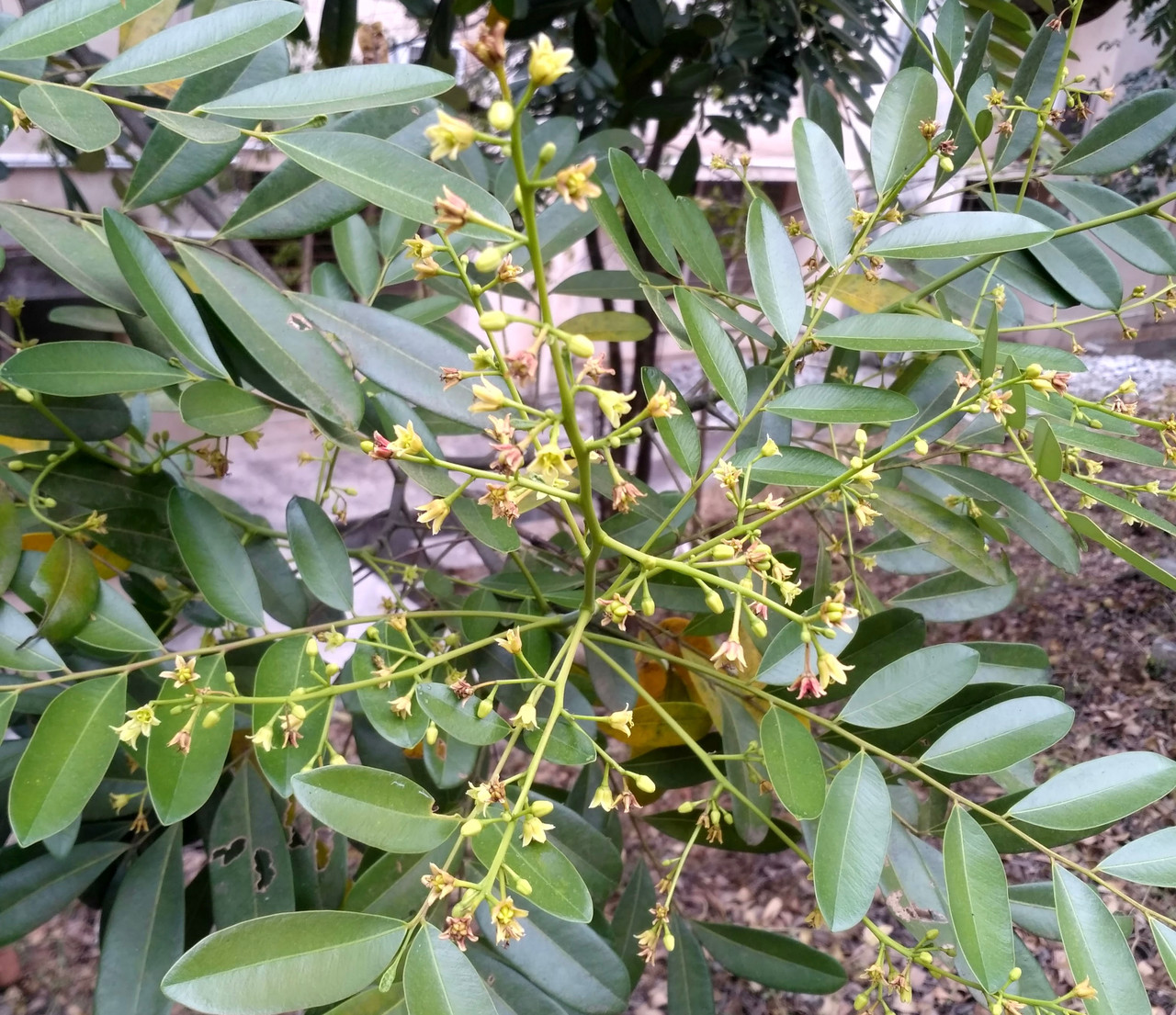 Simarouba glauca - Paradise Tree - Seeds