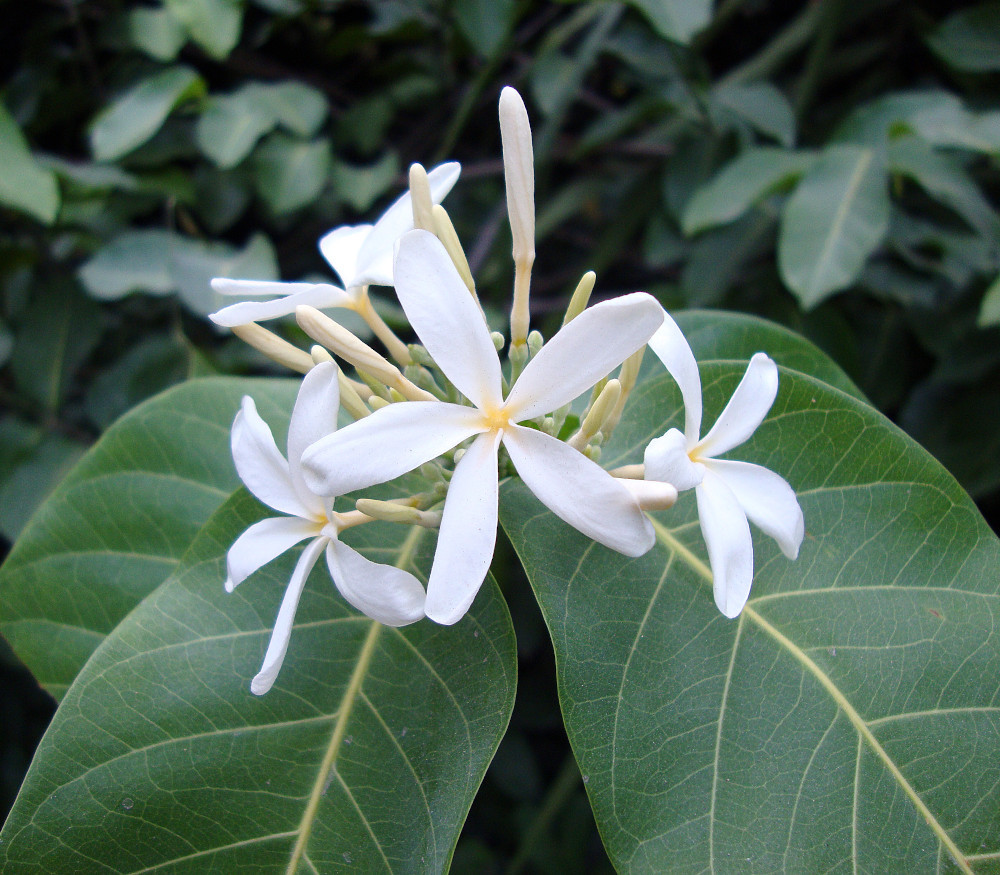 Saba comorensis - Rubber Vine - Seeds