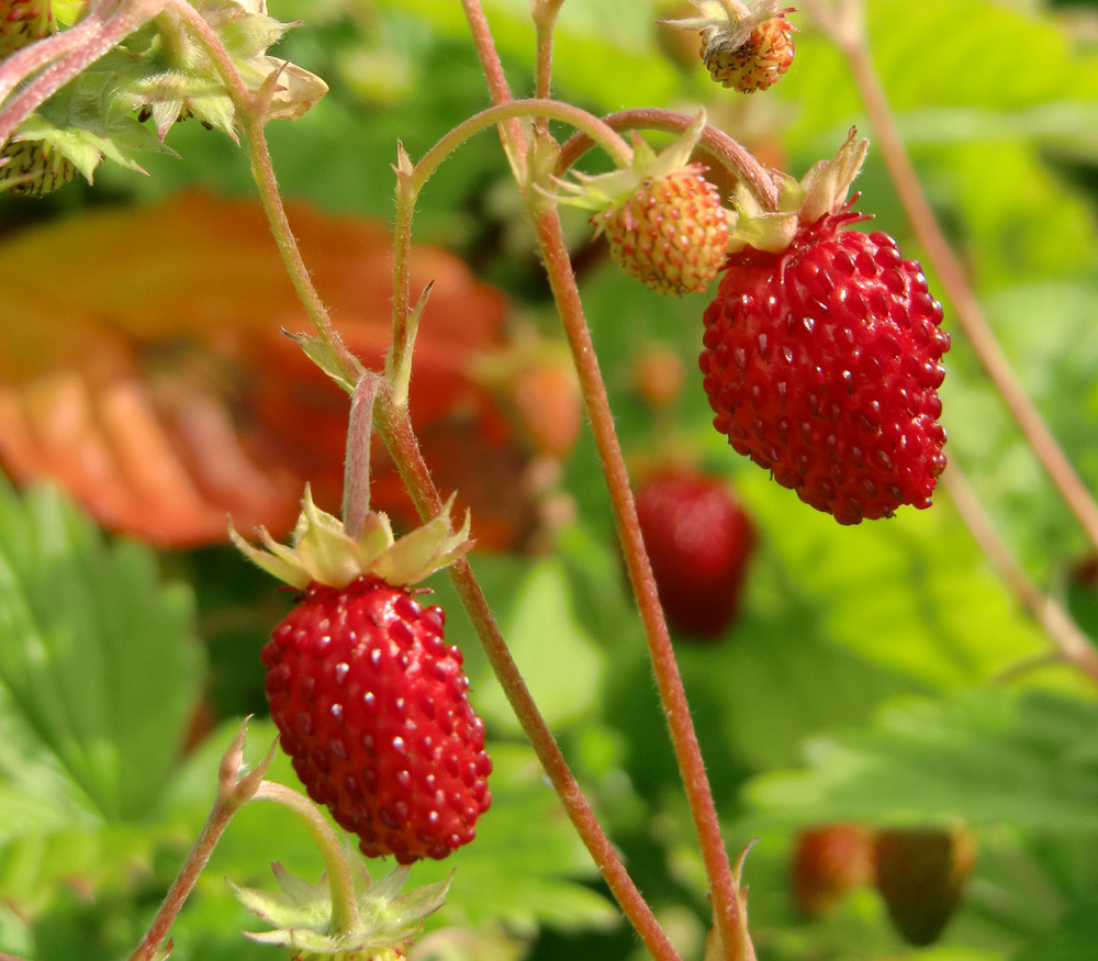 Fragaria vesca - Mignonette Alpine Strawberry - Seeds