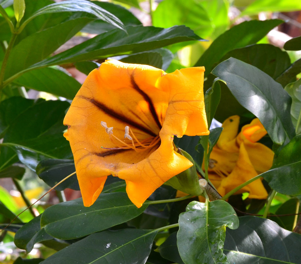 Solandra maxima - Cup of Gold Vine - Seeds
