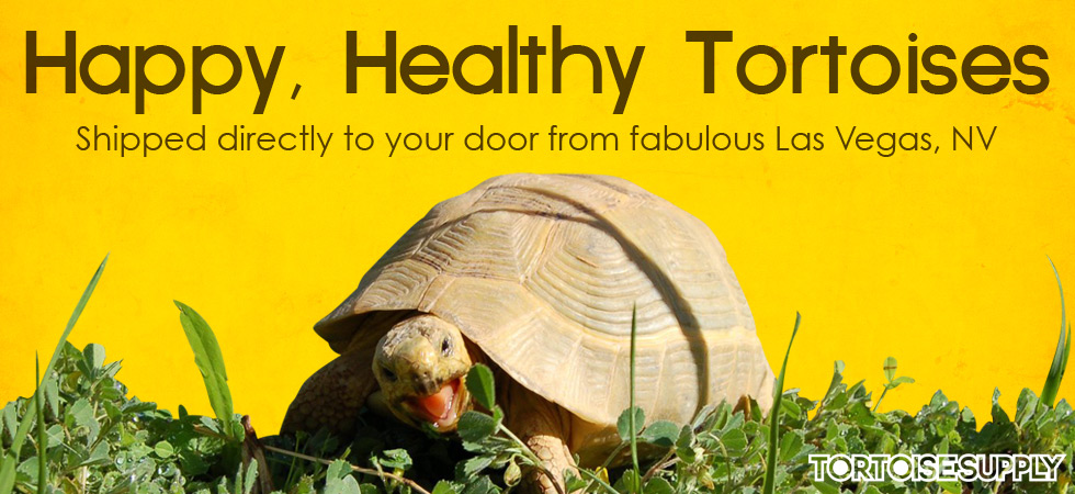 Sexing Your Tortoise How To Determine The Sex Of Your Tortoise