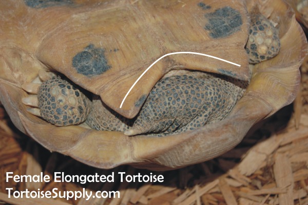 Sexing Your Tortoise How To Determine The Sex Of Your Tortoise
