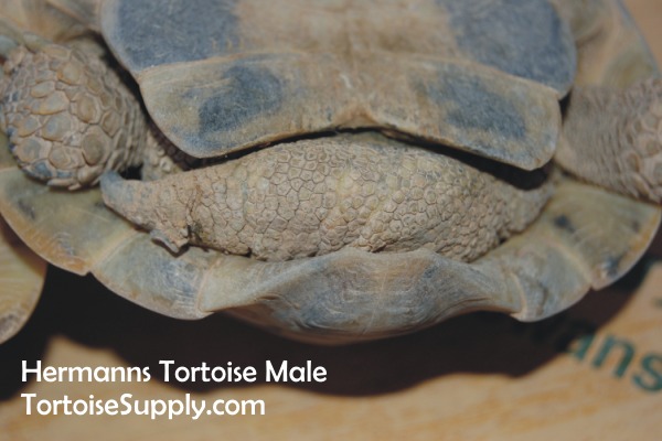 Sexing Your Tortoise How To Determine The Sex Of Your Tortoise