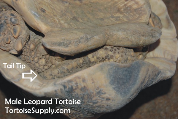 Sexing Your Tortoise How To Determine The Sex Of Your Tortoise