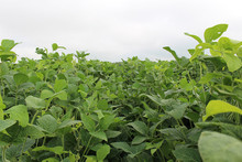 Goliath LJ Forage Soybeans - Forage Soybeans