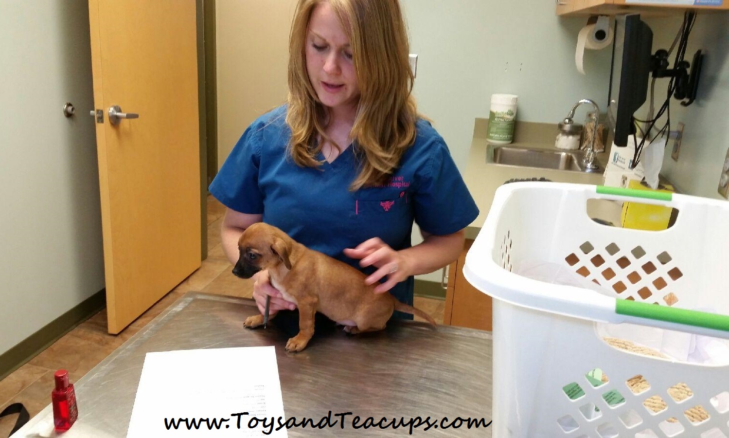 What is a "Vet Check or Puppy Physical" ? - Toys & Teacups